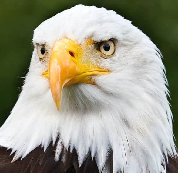 QFII新进的肝炎、新冠药、猴痘概念中字头品种600056中国医药短线走势理论判断_财富号_东方财富网