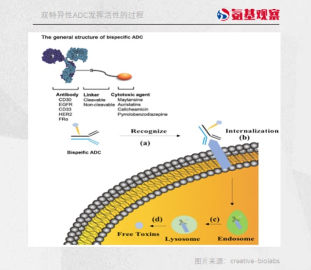 煜森资本：双抗ADC走向创新舞台，野心与危险_财富号_东方财富网