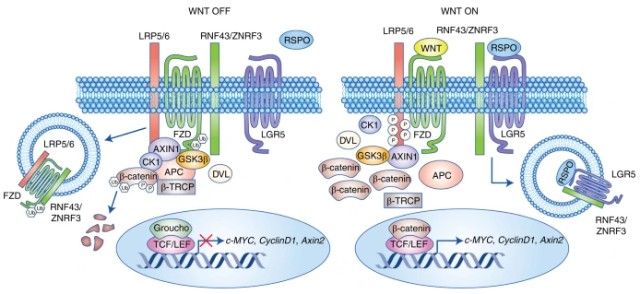 肿瘤干细胞标志物：LGR5_财富号_东方财富网