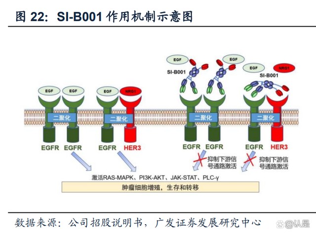 百利天恒研究报告：潜在全球大品种B01D1，多个差异化在研项目_财富号_东方财富网