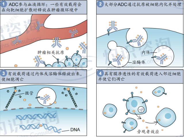 神奇ADC：重磅获批！又一抗癌新星升起？_财富号_东方财富网