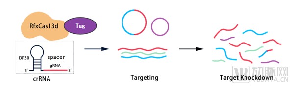 以间充质干细胞为基础，这家公司要做RNA药物慢病治疗领域的先行者_财富号_东方财富网