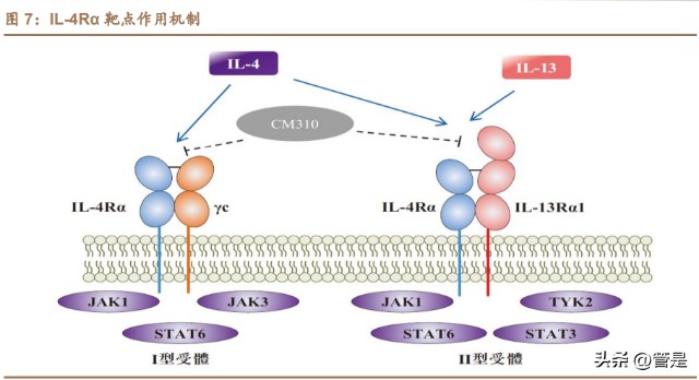 康诺亚研究报告：聚焦自免肿瘤双赛道，重磅产品即将商业化_财富号_东方财富网