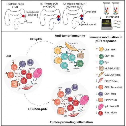 剖析ICI治疗前后肿瘤免疫微环境的变化，揭示ICI治疗的潜在治疗靶点_财富号_东方财富网