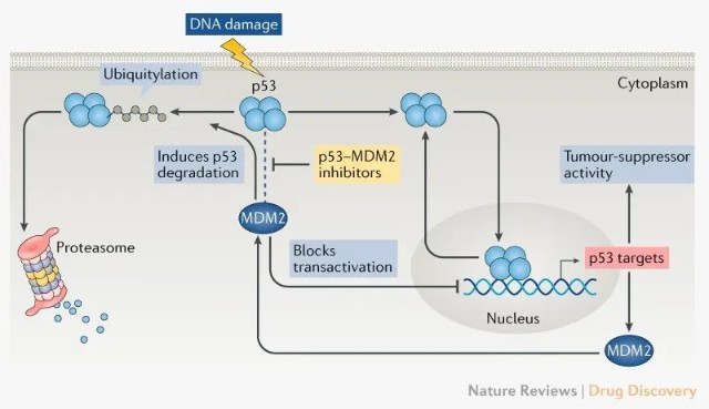 Nature：p53药物研发，艰难前行_财富号评论(cfhpl)股吧_东方财富网股吧