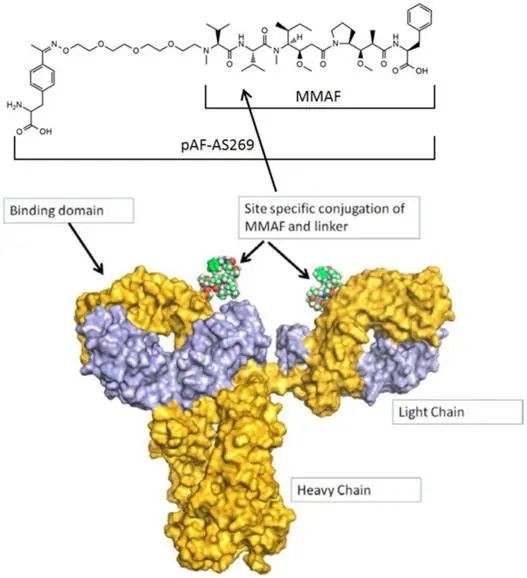 新一代HER2-ADC获CDE拟突破性疗法_财富号_东方财富网