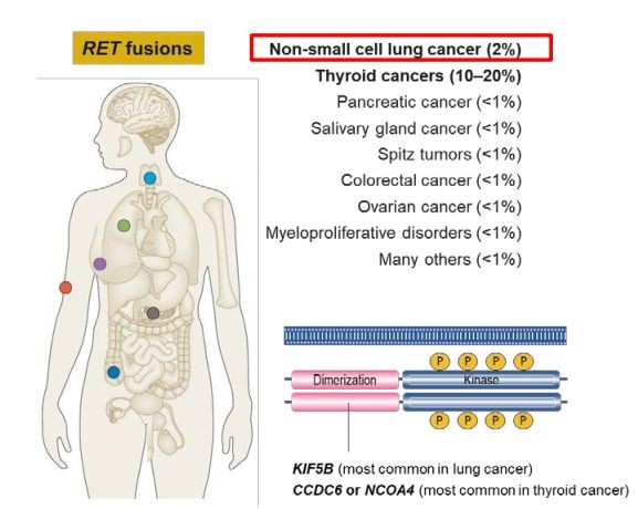 全球首个！礼来塞尔帕替尼获FDA批准治疗RET阳性实体瘤！信达拥有中国权益_财富号_东方财富网