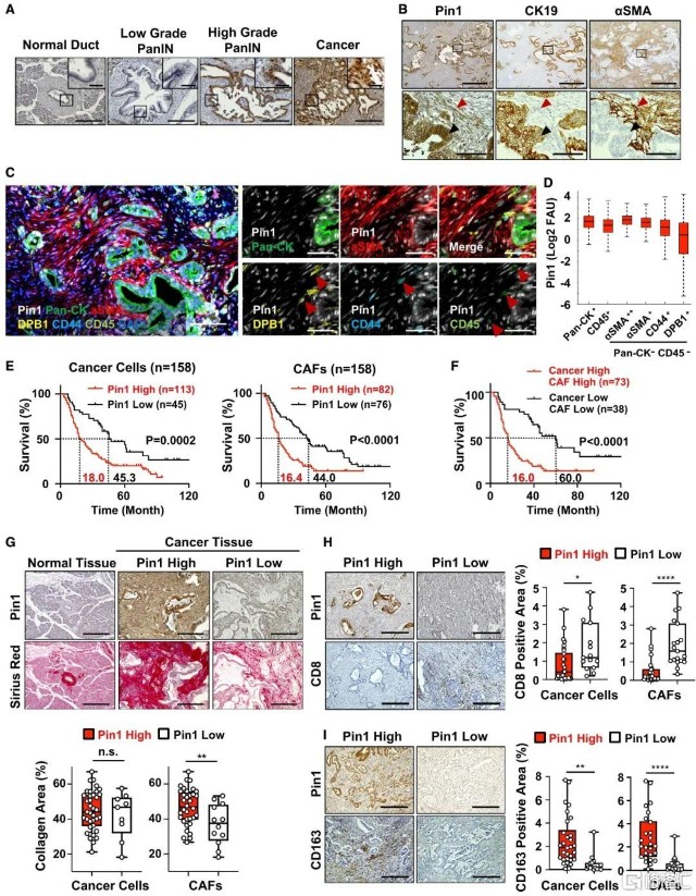 Cell报道胰腺癌治疗新突破：PD-1抗体+Pin1抑制剂+吉西他滨，可完全清除小鼠肿瘤_财富号_东方财富网