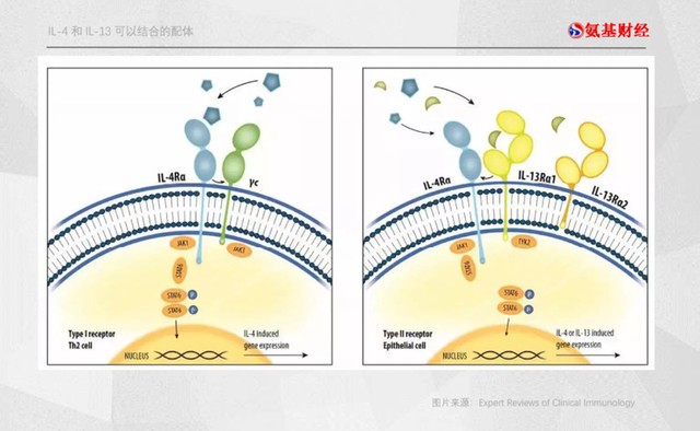 IL-4R单抗争夺战：百亿美金蓝海的背后，是层层荆棘_财富号_东方财富网