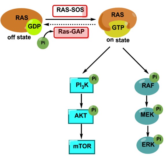 恒瑞医药再创国内首个！KRAS G12D抑制剂费时67天终获临床_财富号_东方财富网